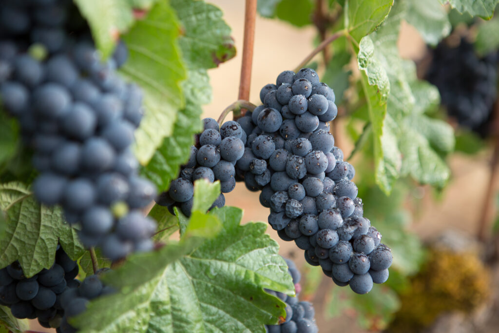 Our 2022 Shea Vineyard Pinot Noir has been awarded a 93-point score by ...